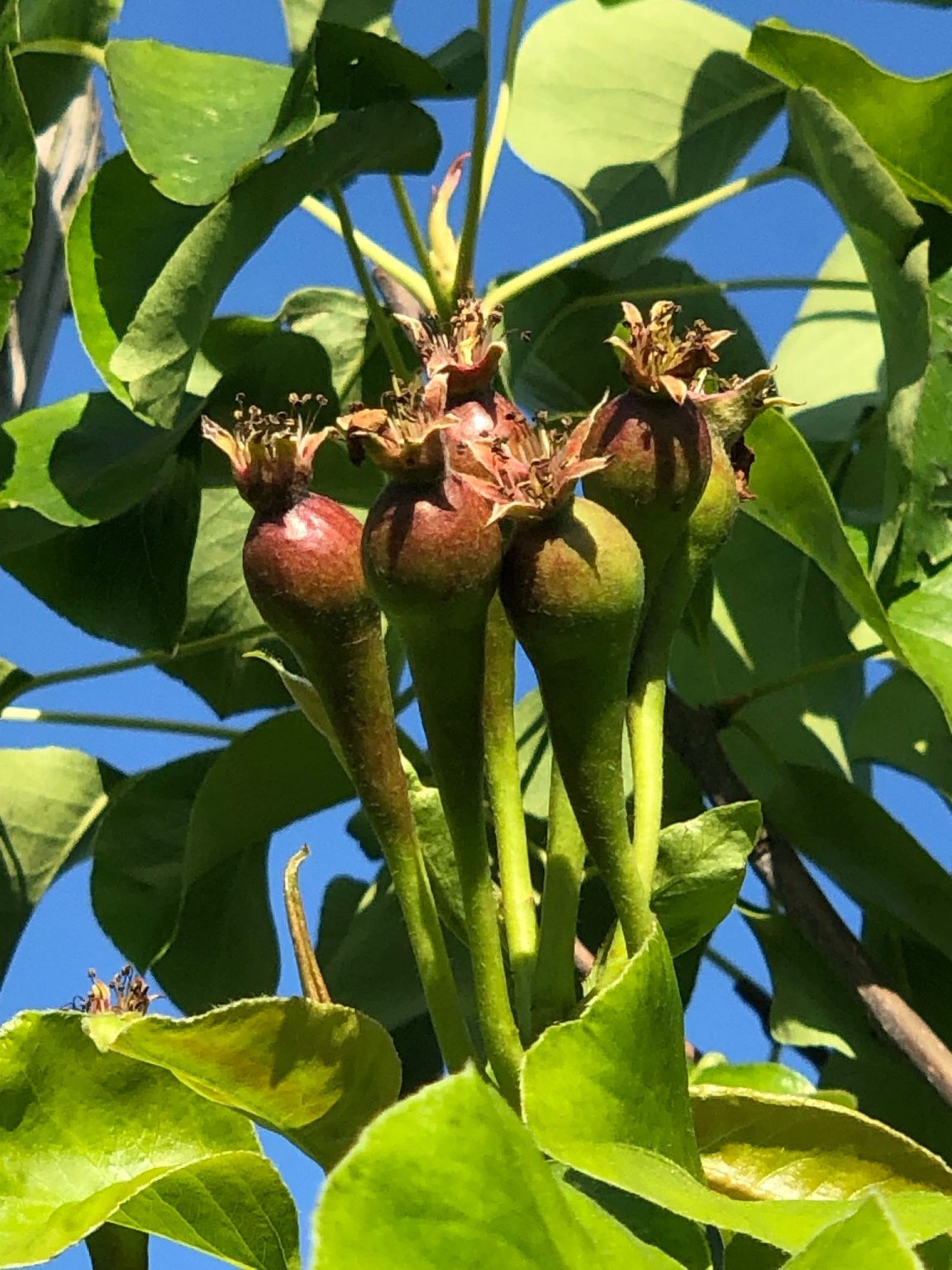 Vakblad Fruit - Vakblad Fruit